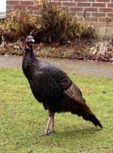 Somerville Animal Control Updates: Turkey Awareness In Somerville | The ...