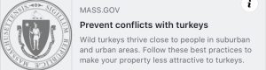Somerville Animal Control Updates: Turkey Awareness In Somerville | The ...