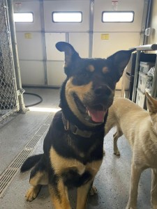 Somerville Animal Control Updates: FOUND DOGS! | The Somerville/Medford ...
